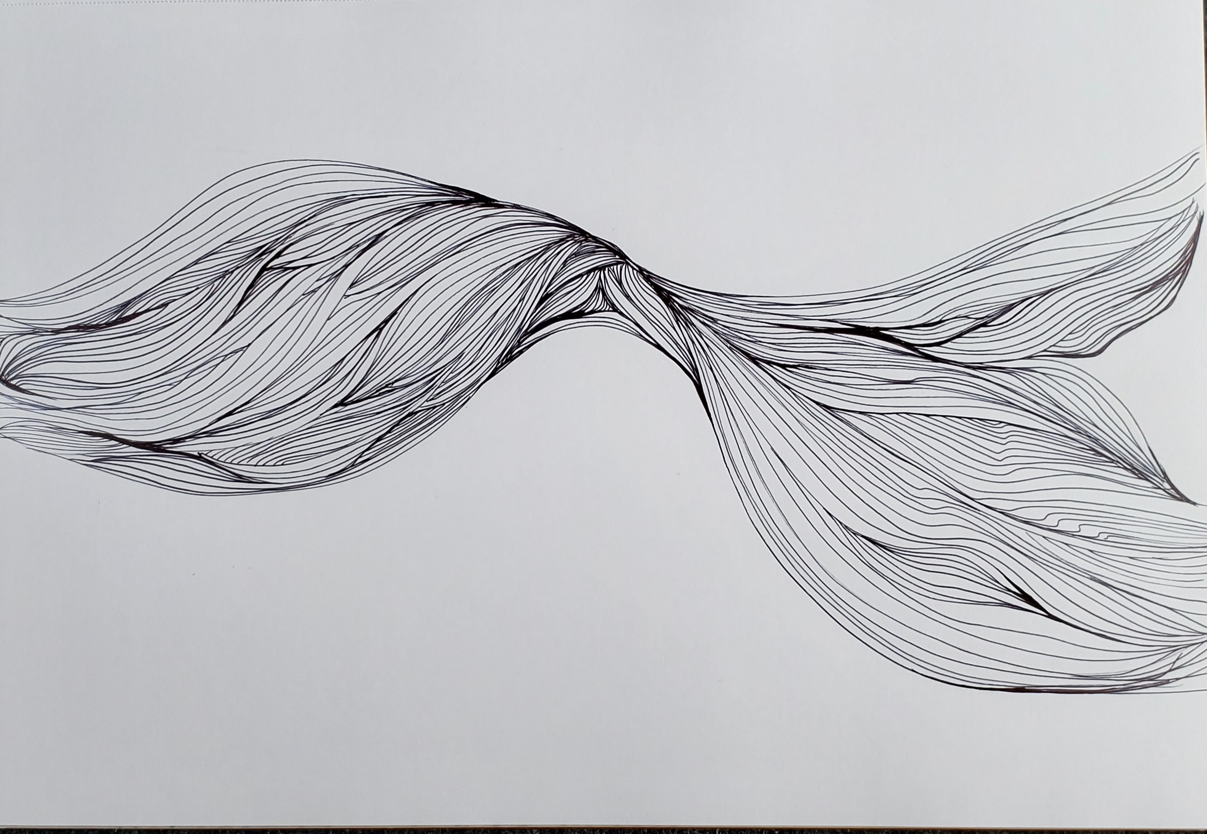 Contour Line Drawing Ideas